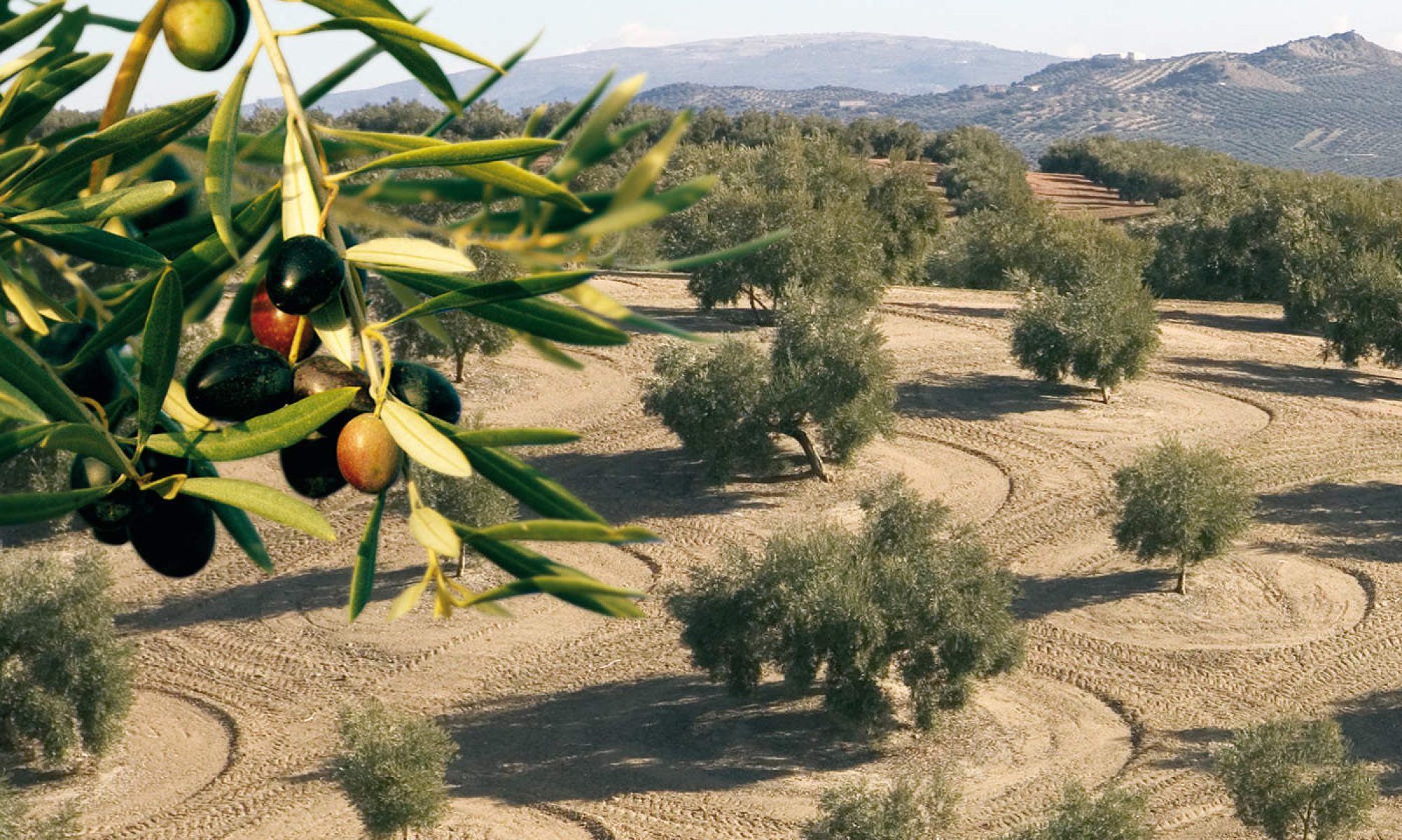 ΠΑΣΤΕΛΗΣ Ι.Κ.Ε. – ΚΑΛΛΙΕΡΓΕΙΑ ΕΛΙΩΝ
